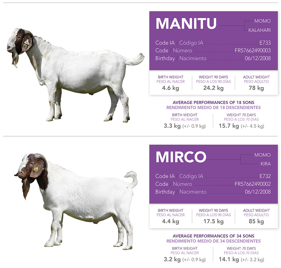 Boer | EVOLUTION International